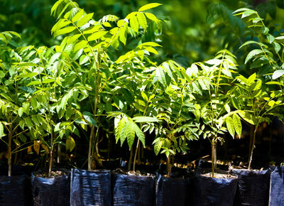 Plant Tree Together | Eco-friendly Scrubs – Uniforms World
